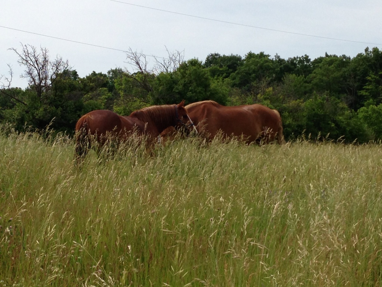 Pennyinfield – The Ranch