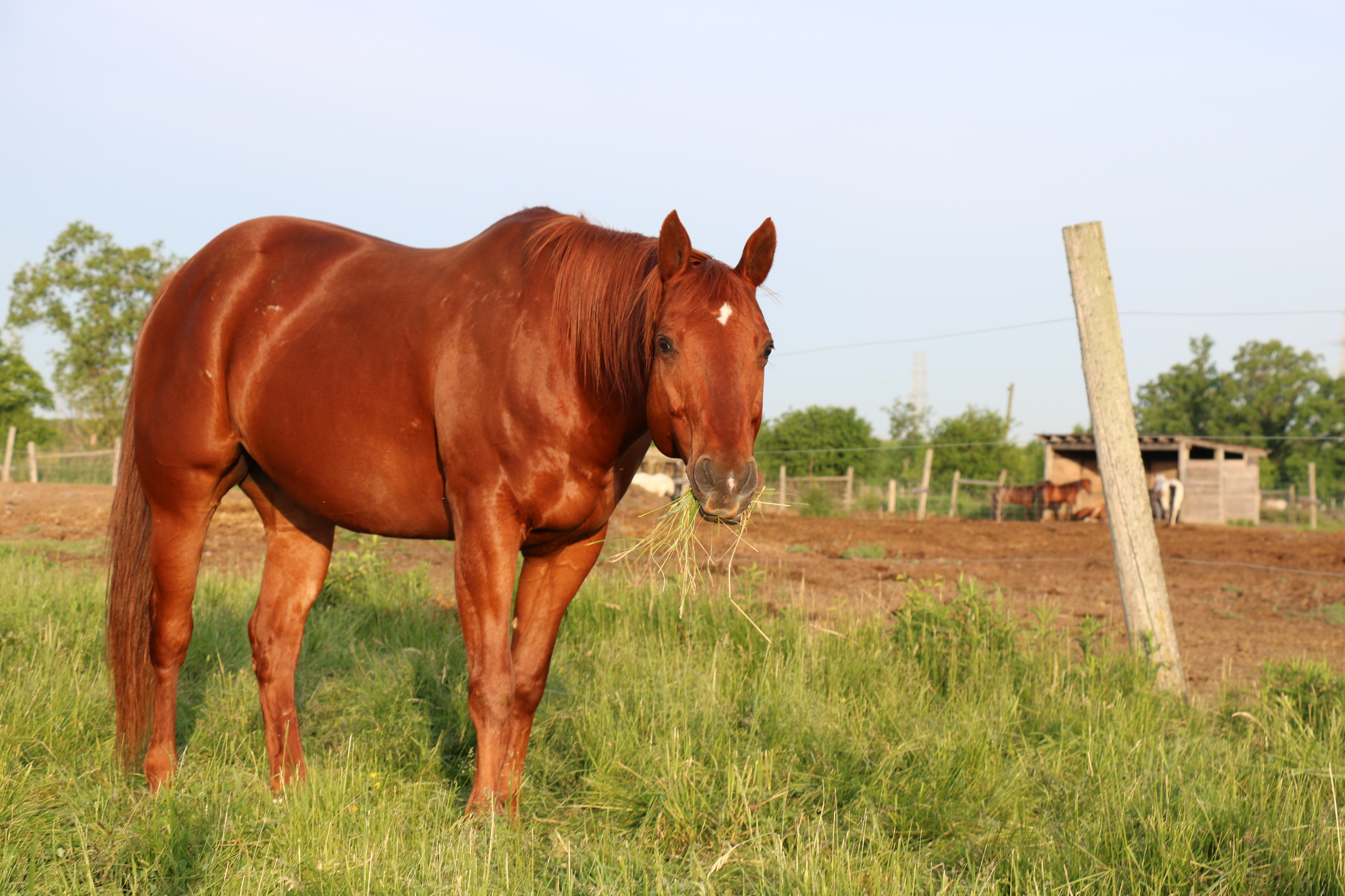 Big Red – The Ranch